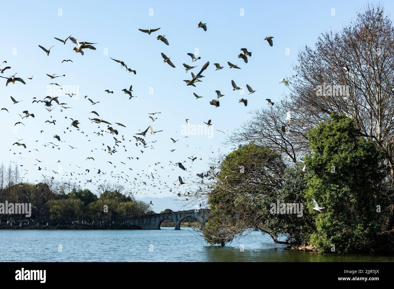 A horizontal shot of a flock of birds flying under a clear sky on a ...