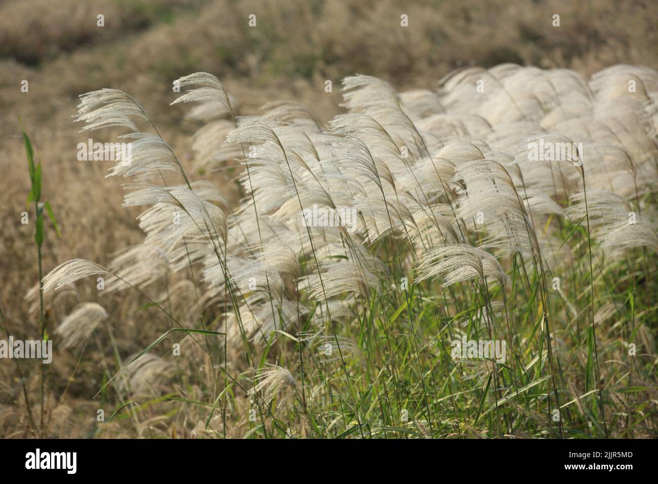 A close up shot of a Japanese silver grass field Stock Photo - Alamy