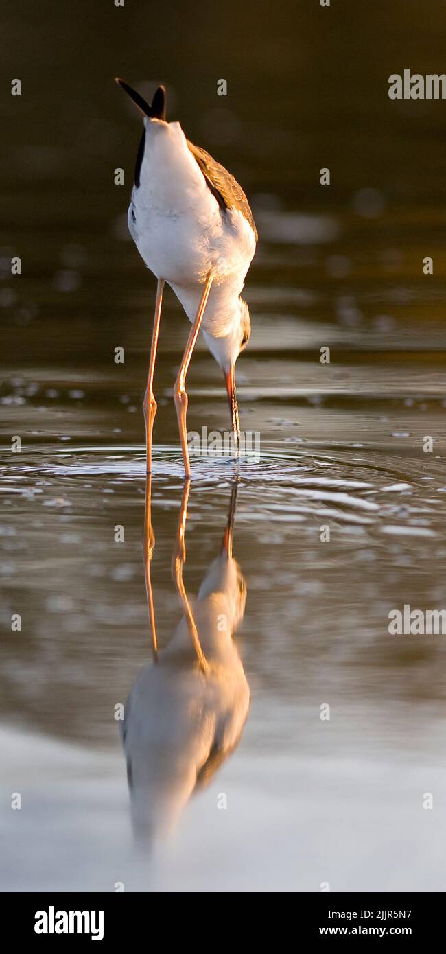 A vertical shot of black-winged stilt (Himantopus himantopus) in ...