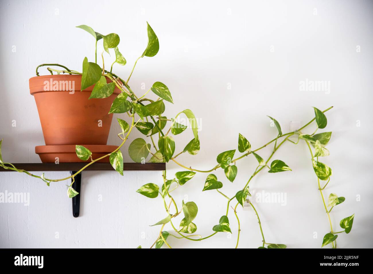 Ivy in plant pot hi-res stock photography and images - Alamy