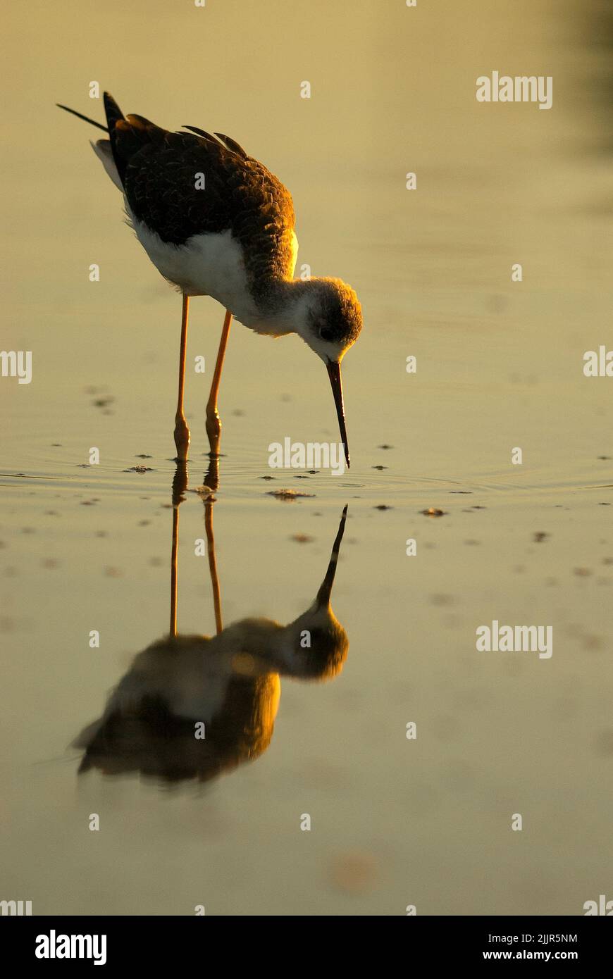 A vertical shot of black-winged stilt (Himantopus himantopus) in ...