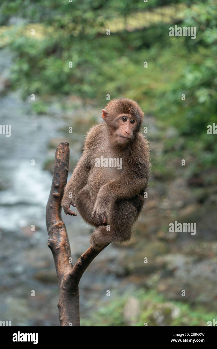 A vertical closeup of an adorable monkey on the edge of a tree branch ...