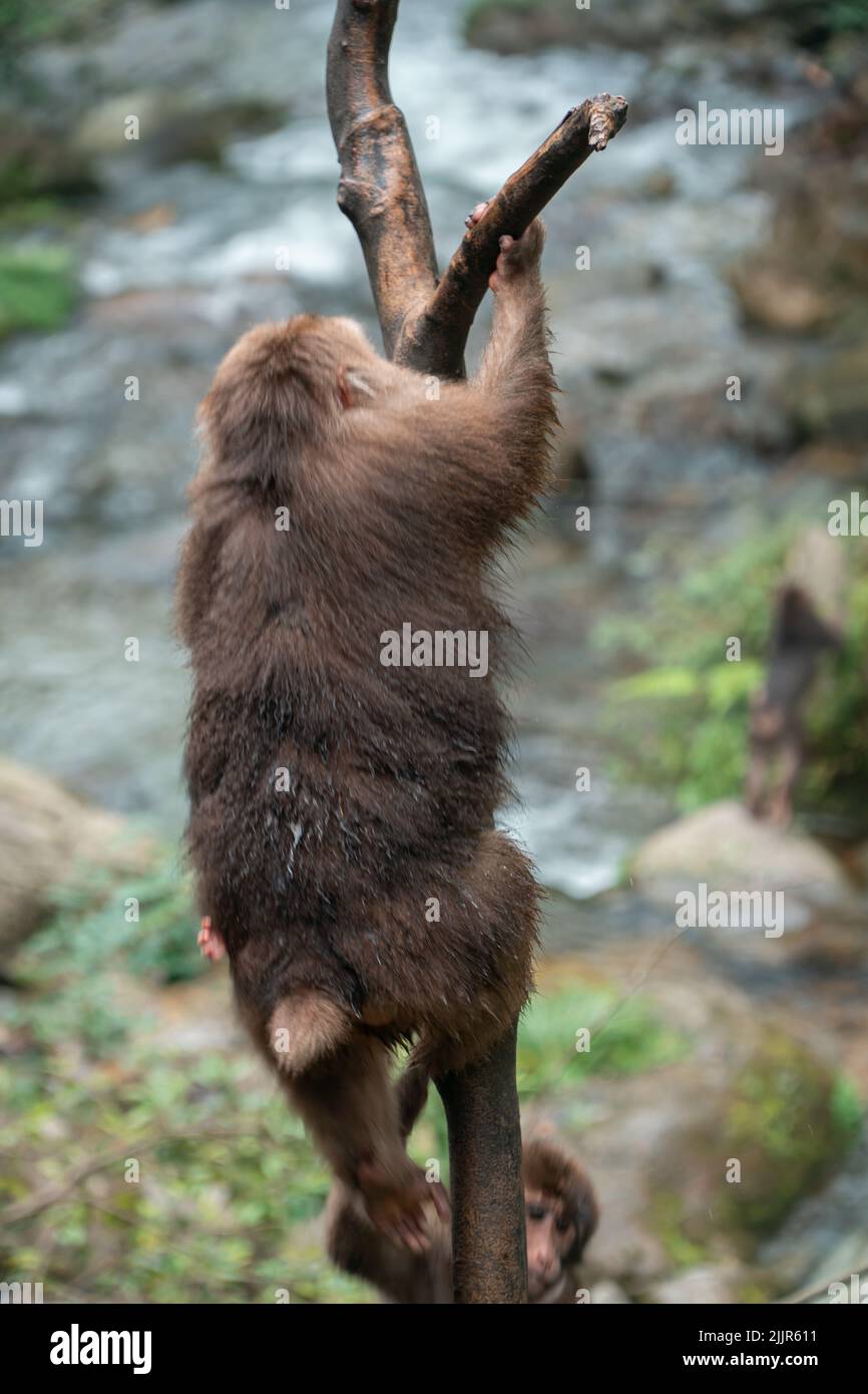 A vertical closeup of an adorable monkey climbing on a tree branch in ...
