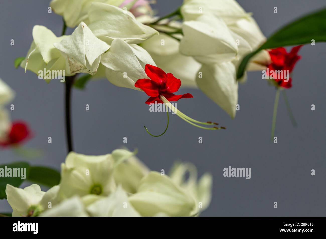 Bleeding heart glory bower flower in bloom in a combination of red and ...