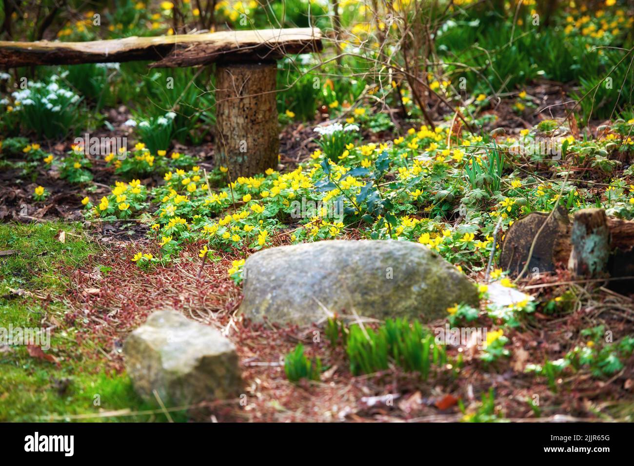 Beautiful, green and relaxing forest with rocks and a bench to enjoy ...