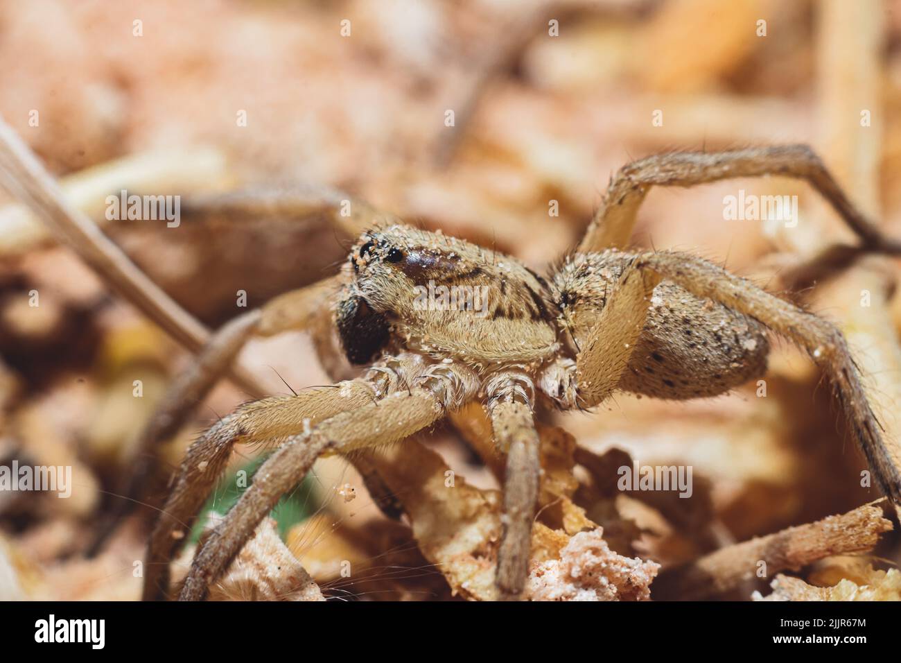 A close-up shot of a wolf spider in the desert on a blurred background ...