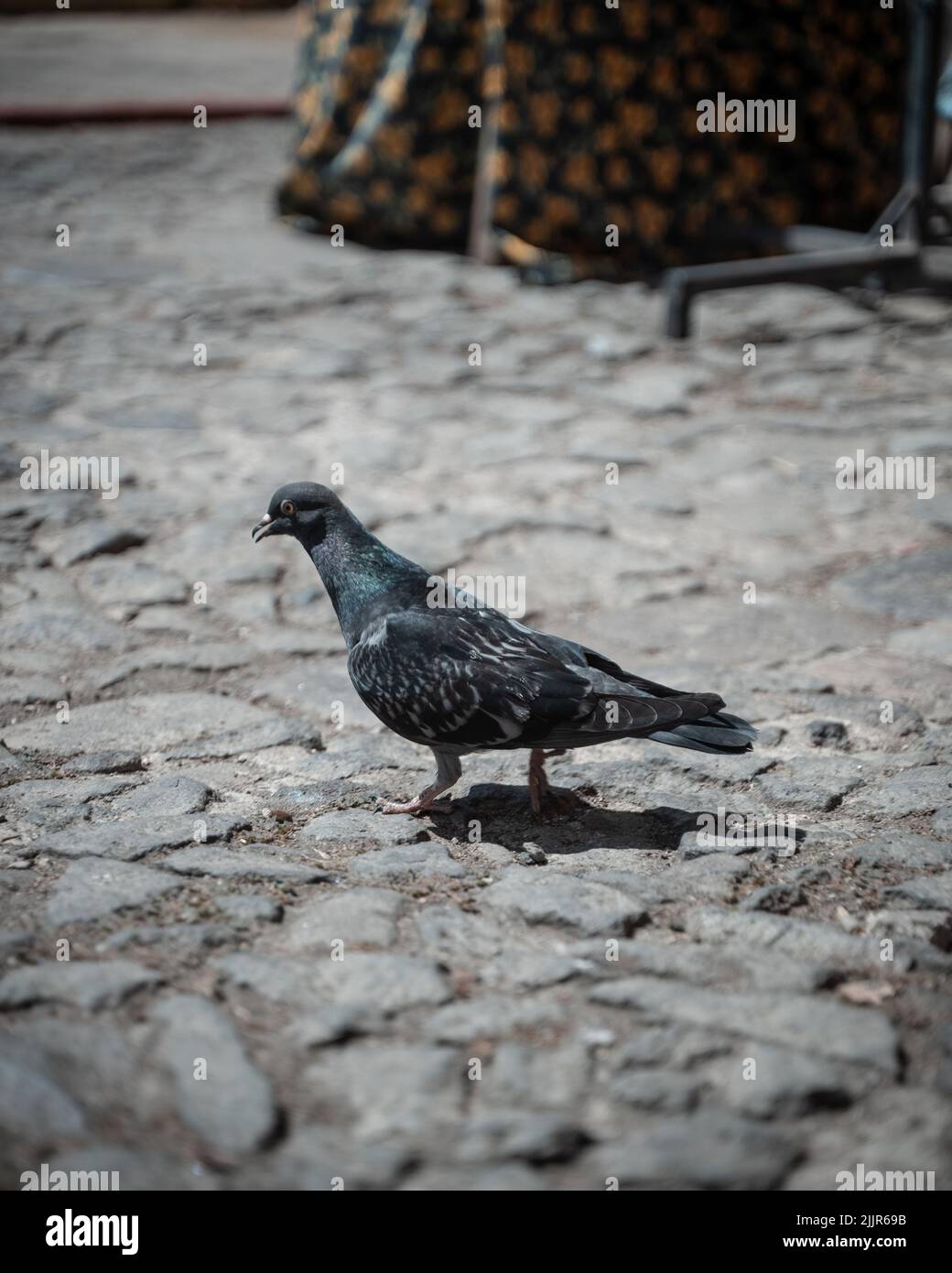 Pigeon walking on sunny pavement hi-res stock photography and images ...
