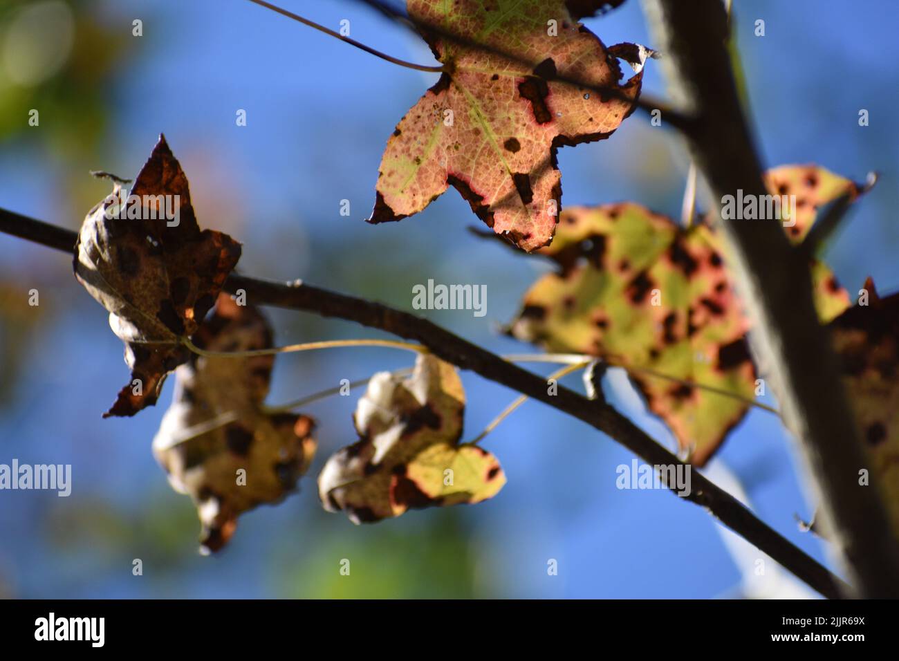 Springs leaves hi-res stock photography and images - Alamy