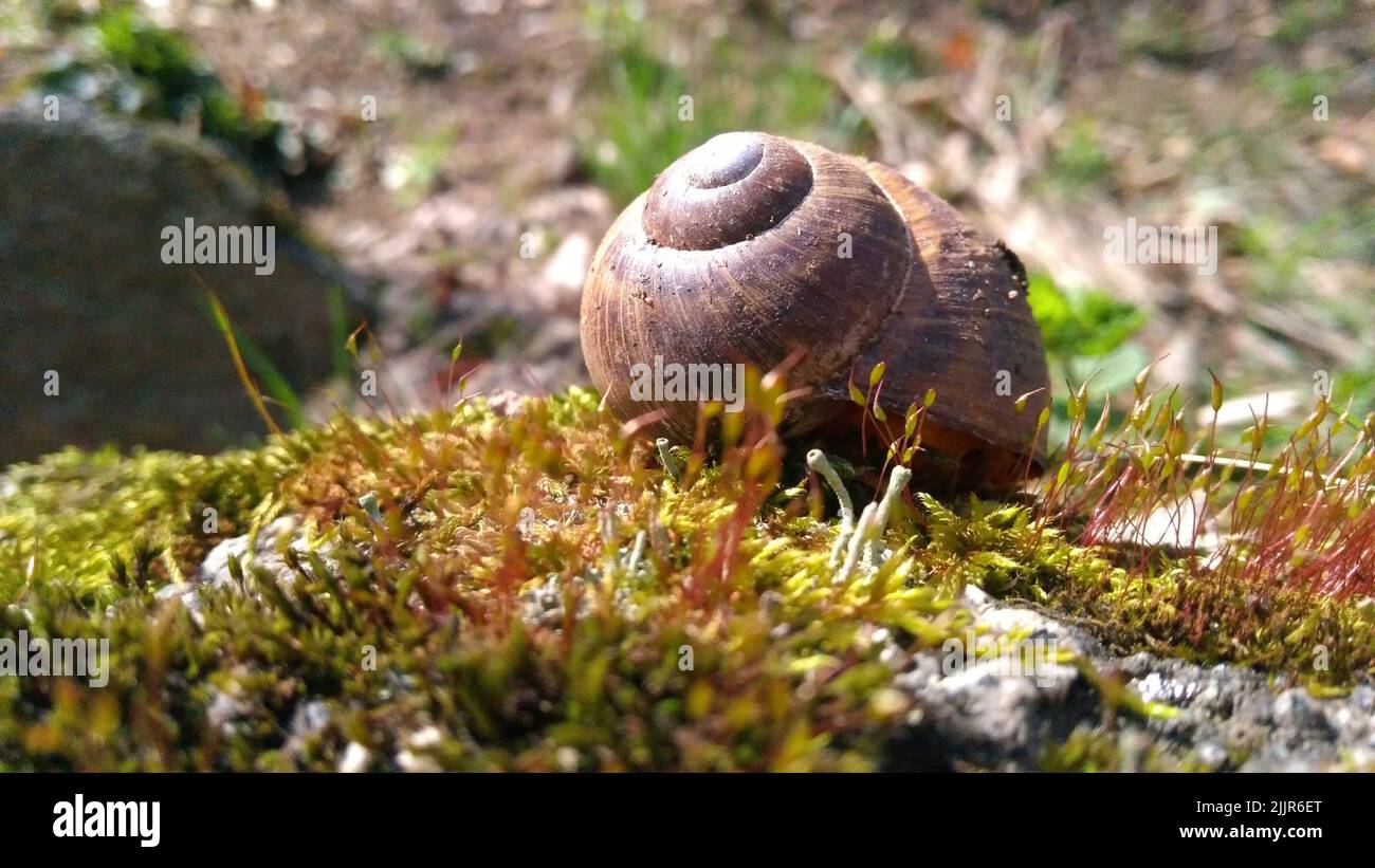 Striped snail hi-res stock photography and images - Alamy
