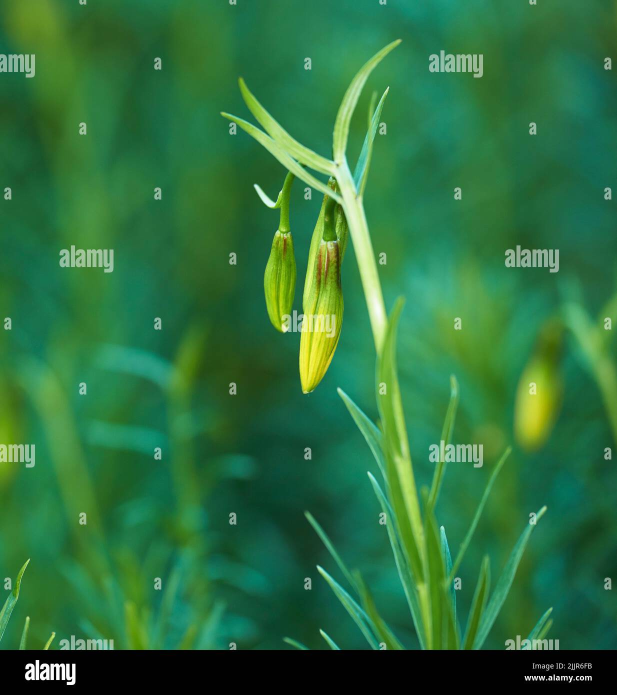 Budding flowers hi-res stock photography and images - Alamy