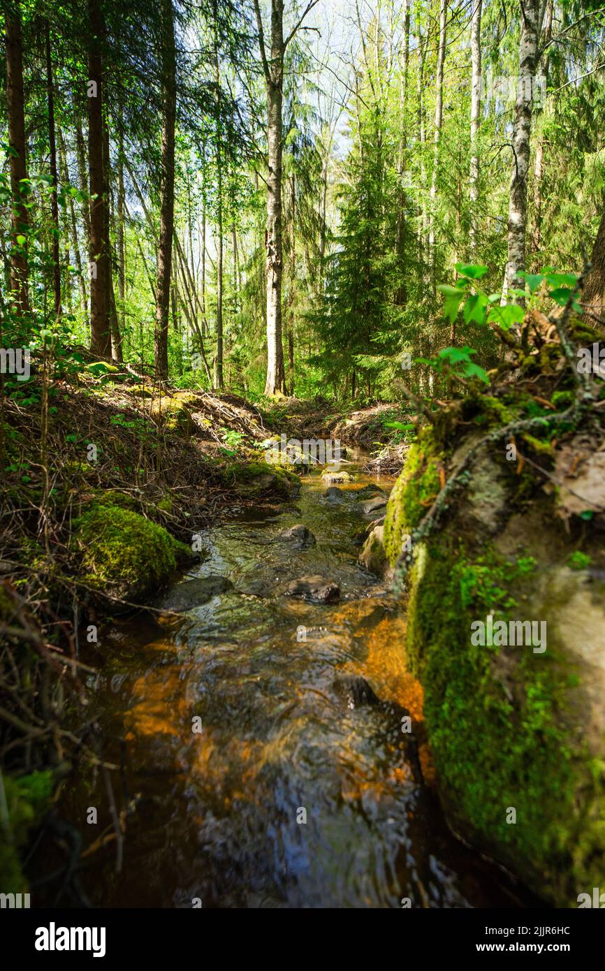 A vertical shot of a narrow river in the forest in Finland Stock Photo ...