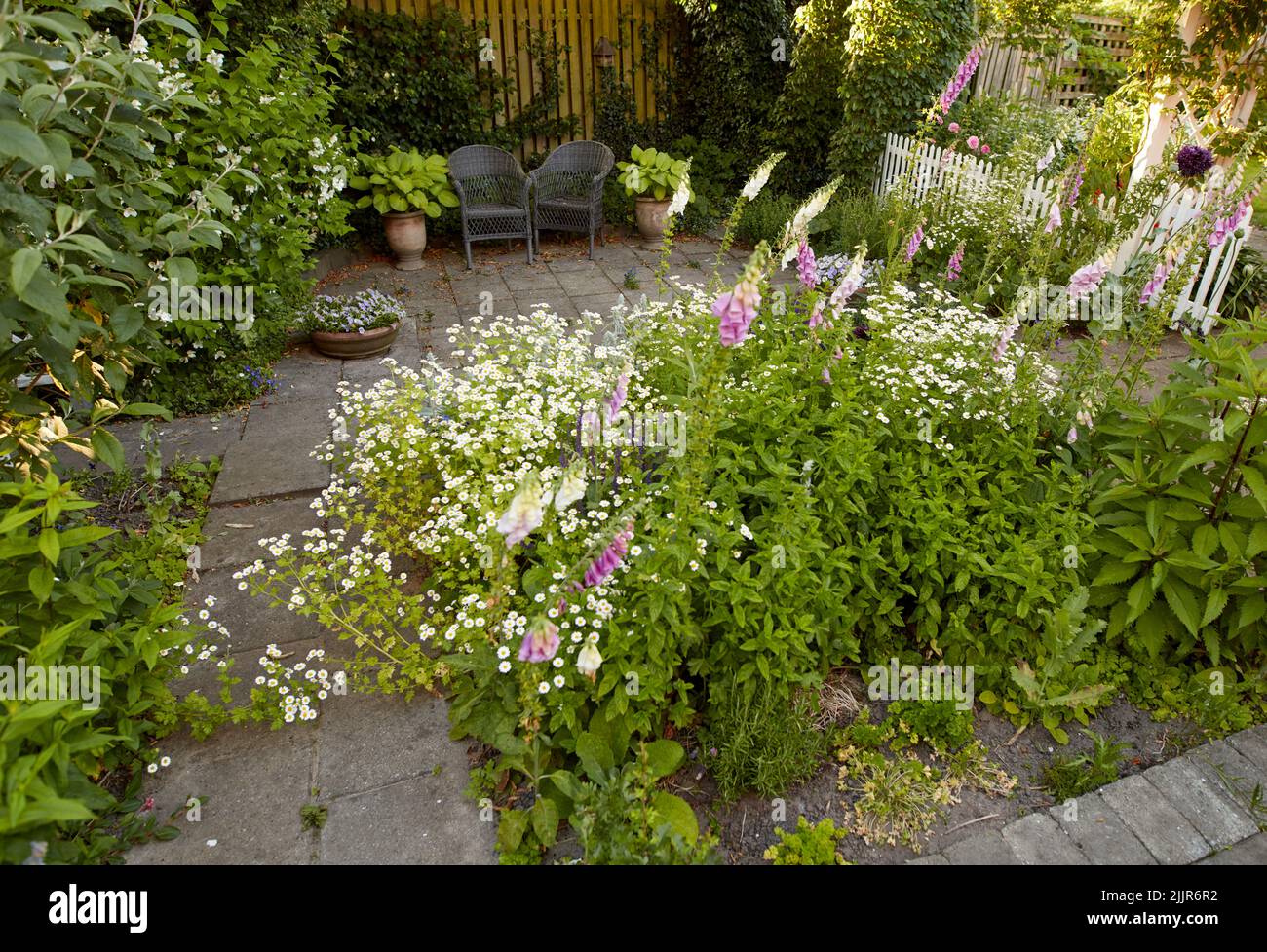 Top view of flowers, plants and shrubs growing in a backyard, garden or ...