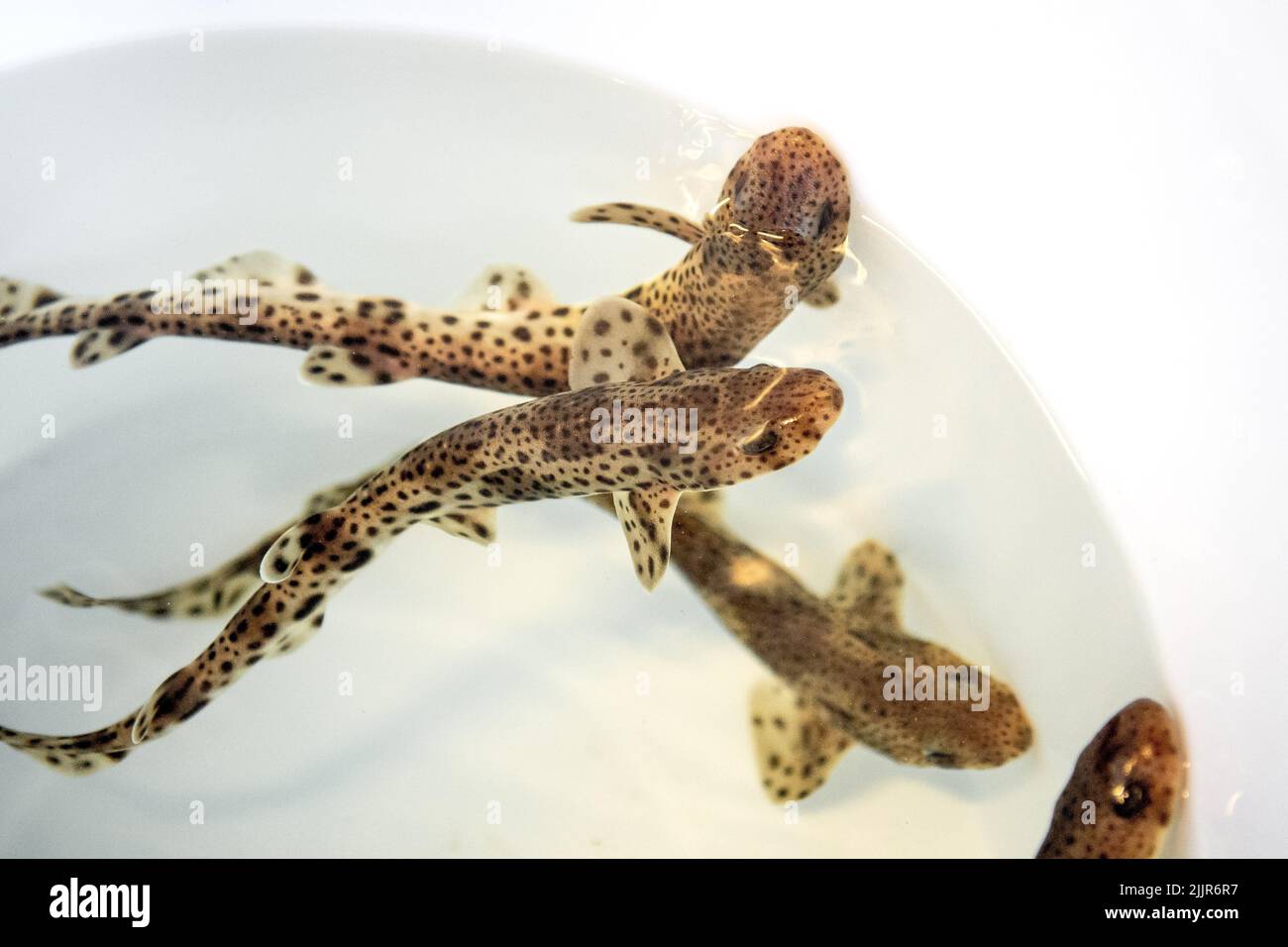 Borkum, Germany. 13th July, 2022. Small-spotted catsharks swim in a ...