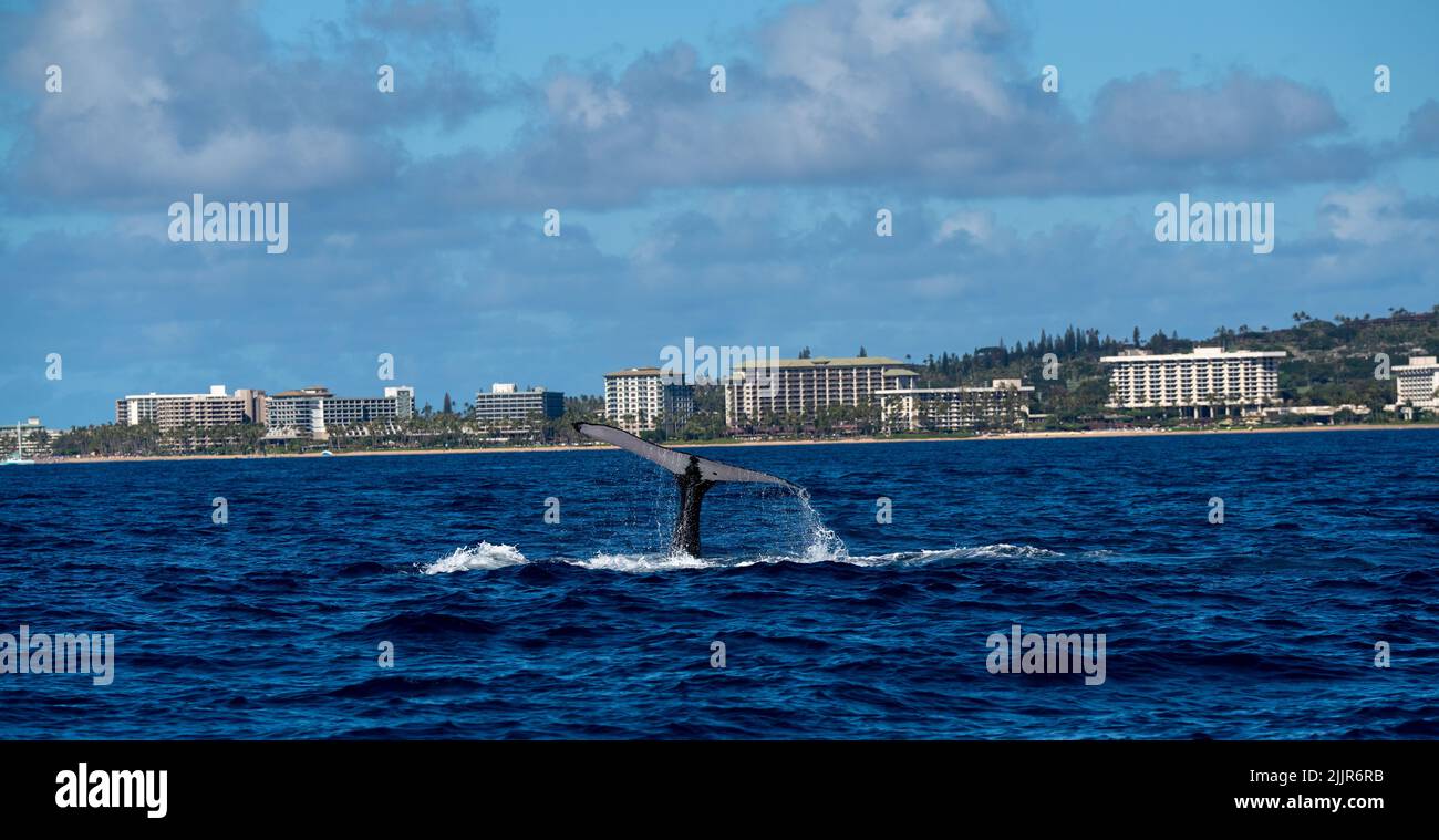 The tail of a whale in the ocean near the Maui Island in Hawaii Stock ...