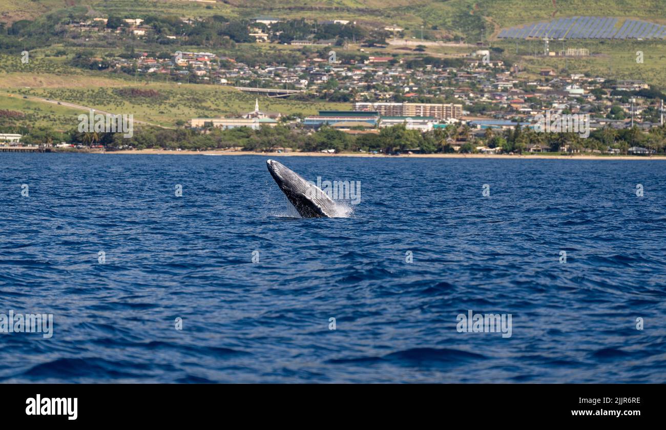 A whale with half of its body sticking out from the water in Maui, an ...