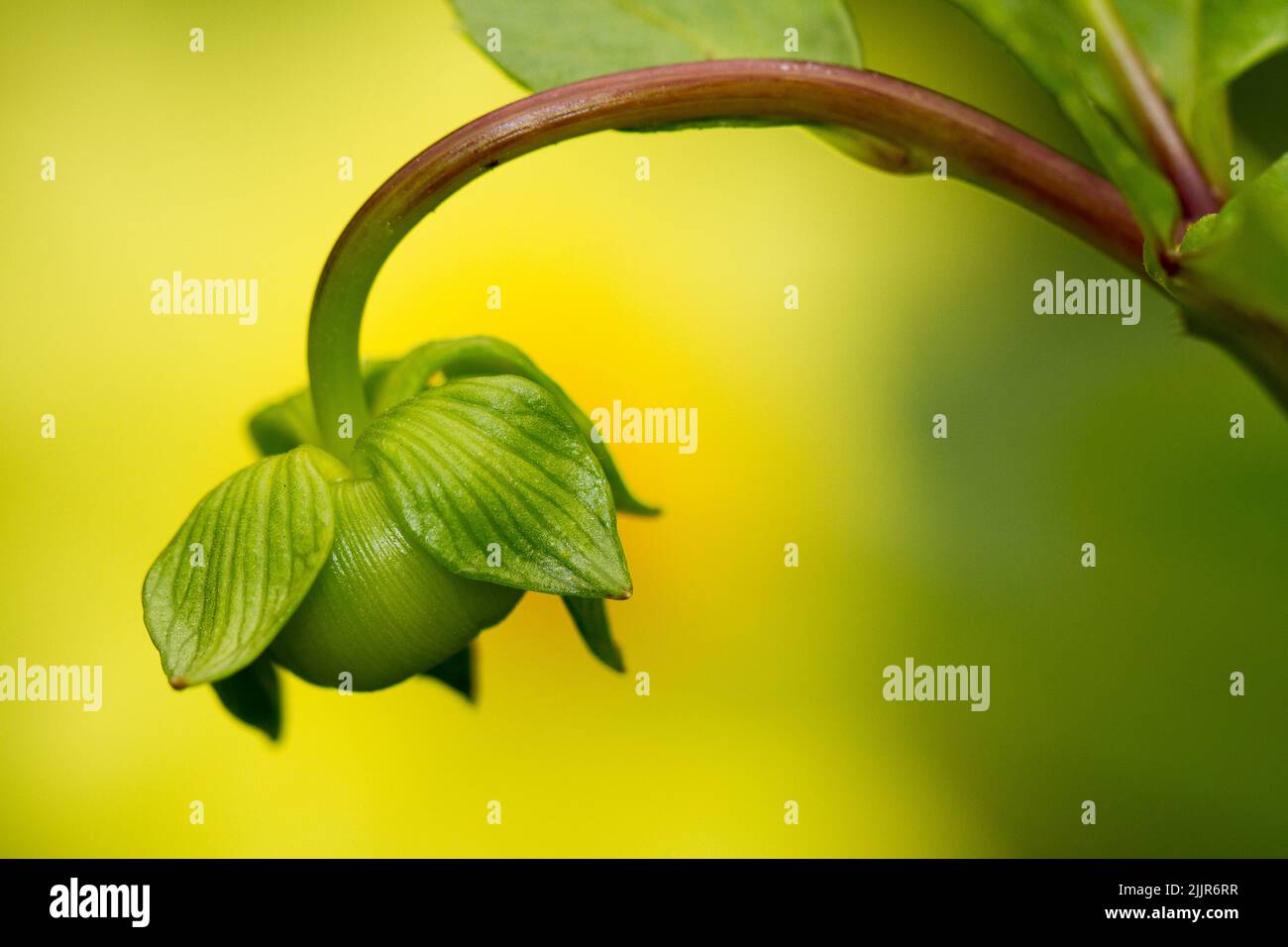 A closeup of a green bud of a flower Stock Photo - Alamy