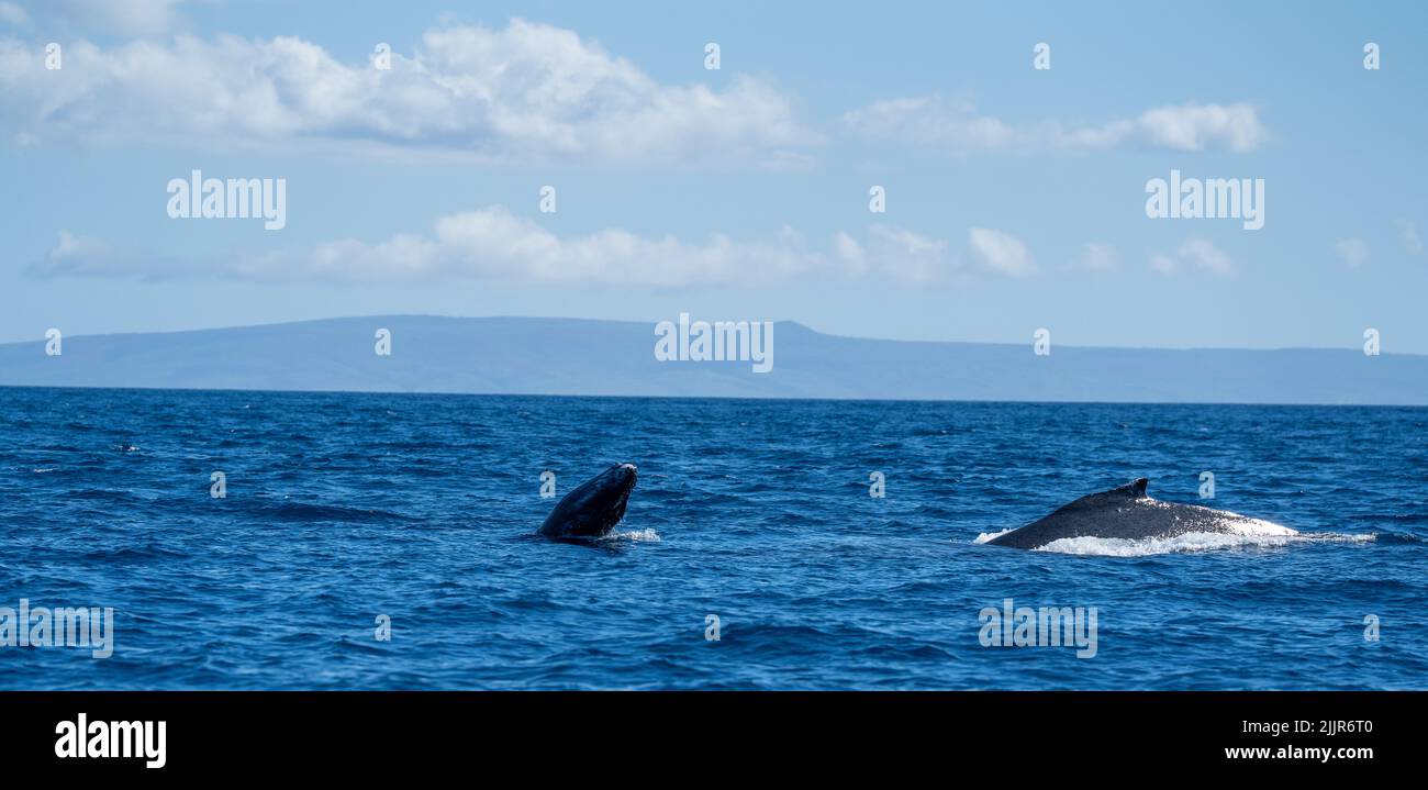 Whales out hi-res stock photography and images - Alamy