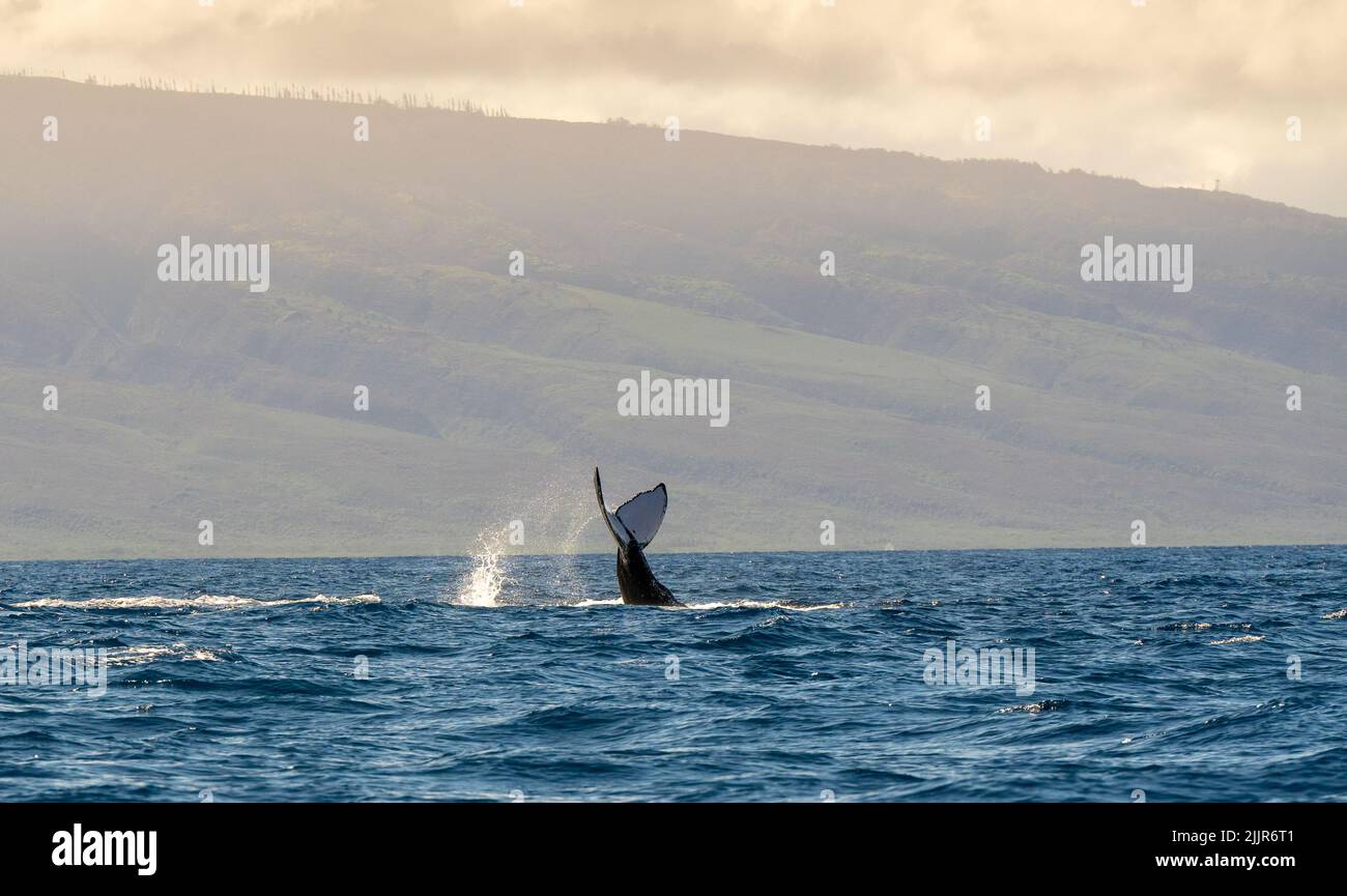 The tail of a big whale popping out from the ocean near Maui Island ...