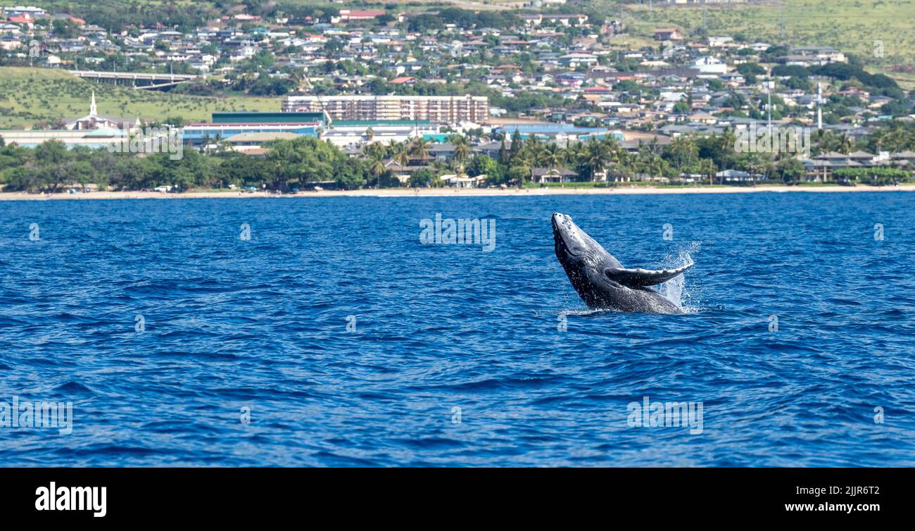 A whale with half of its body sticking out from the water in Maui, an ...