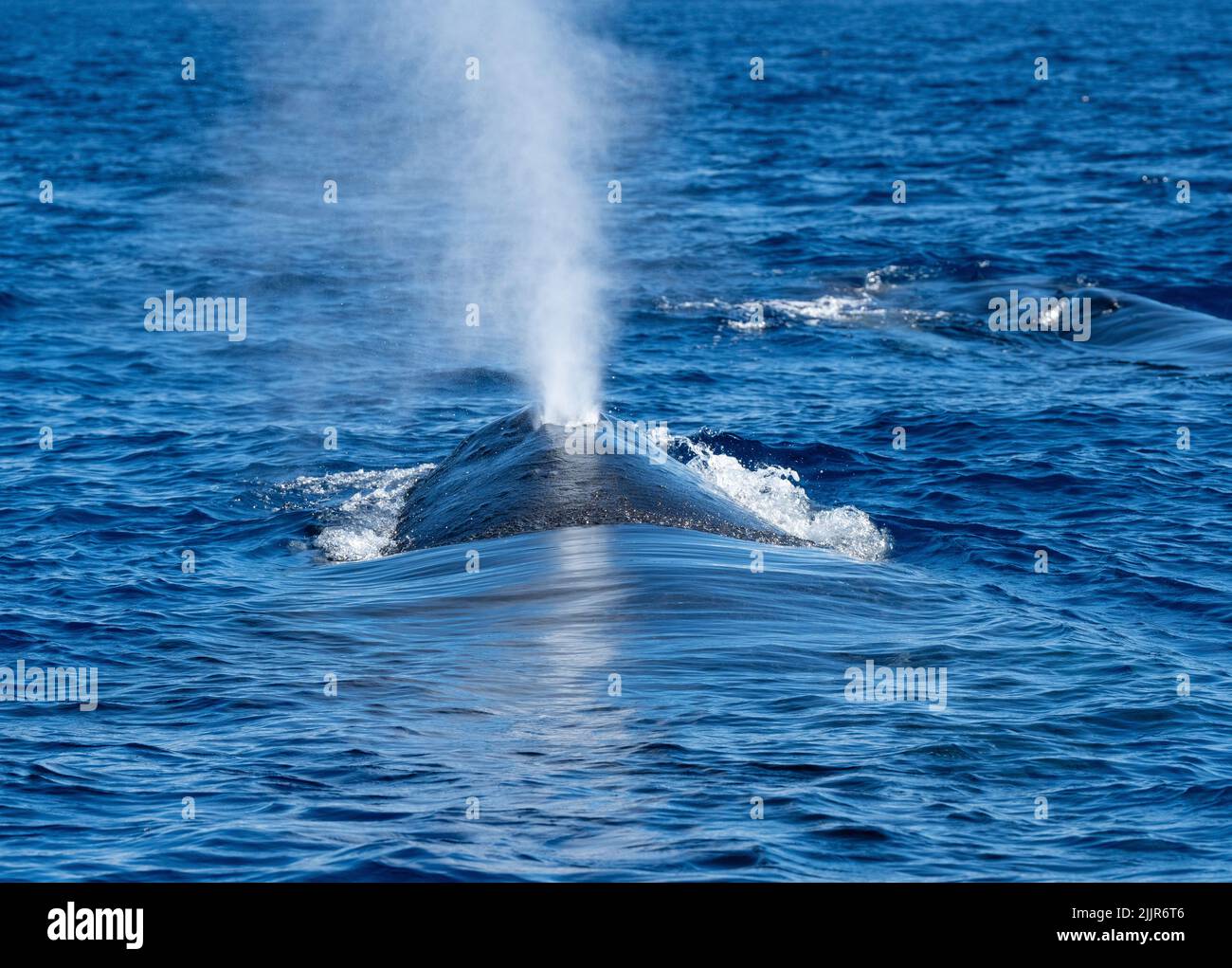 Whale expelling air hi-res stock photography and images - Alamy