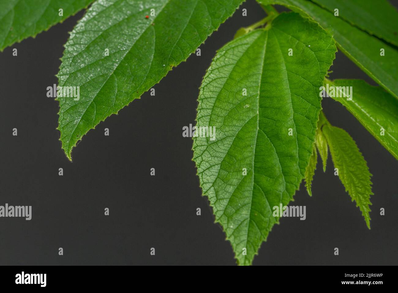 Close-up of green cherry leaves with a heart shape, jagged leaf edges ...