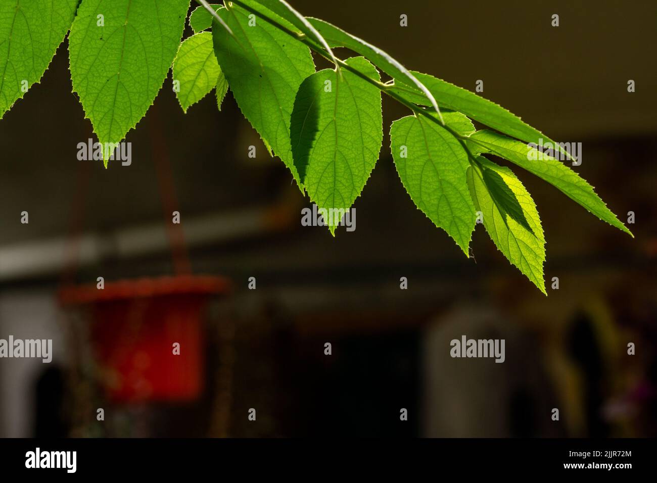 Close-up of green cherry leaves with a heart shape, jagged leaf edges ...