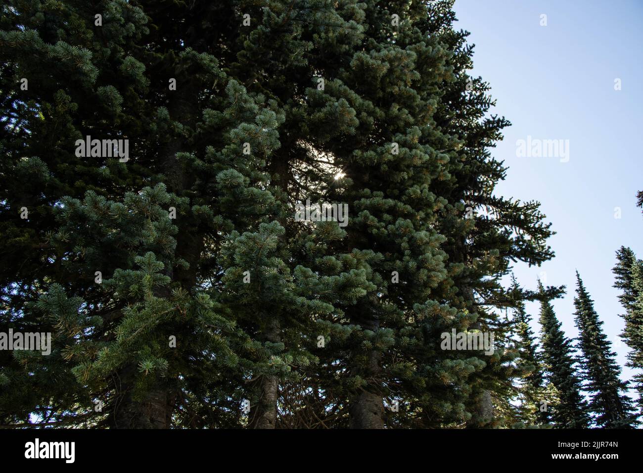 Rock hill green trees hi-res stock photography and images - Alamy