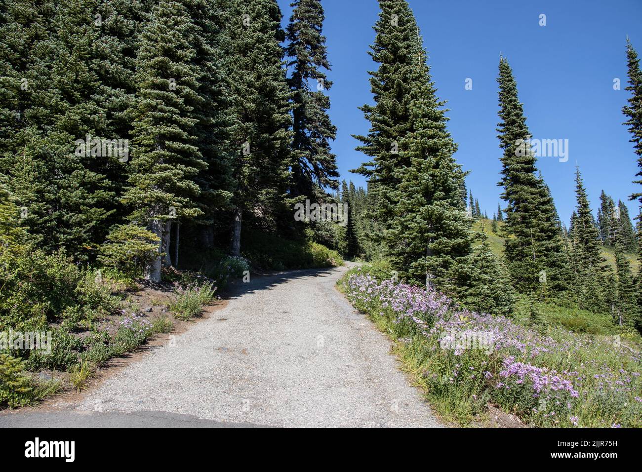 Green dense fir tree hi-res stock photography and images - Alamy