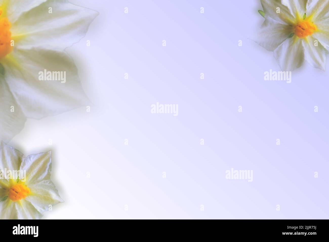 A background with flower gradation for writing greeting cards Stock ...
