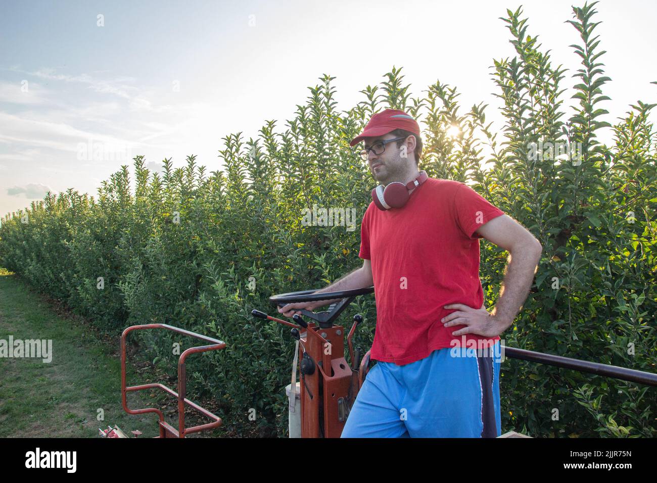 A Caucasian male in a red shirt and cap drives an apple-picking machine ...