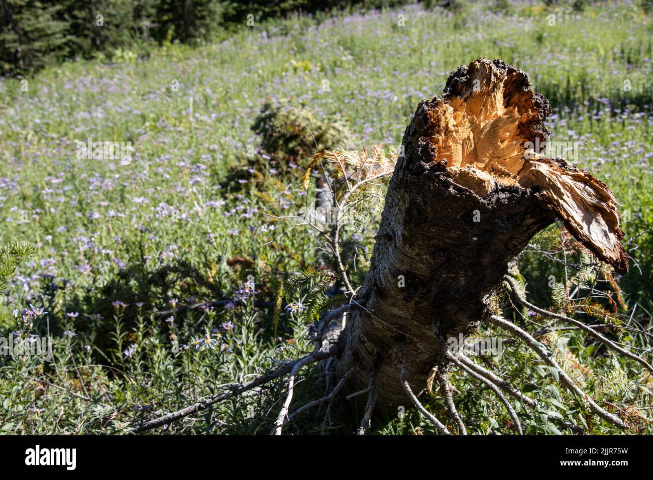 Texture wood overgrown green hi-res stock photography and images - Alamy