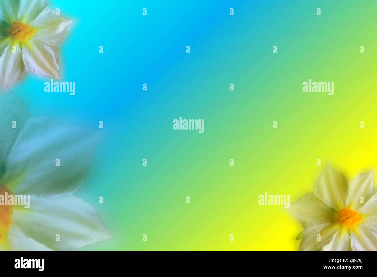 The white flowers on colored gradient background with copy space Stock ...
