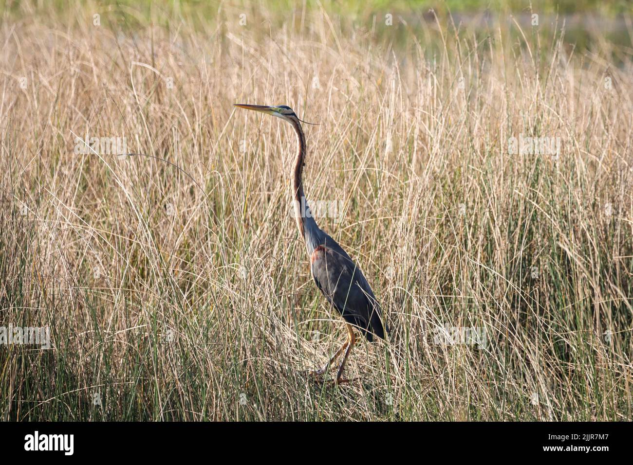 The great blue heron in the field Stock Photo - Alamy