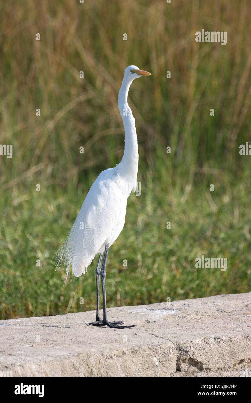 A vertical shot of a white great egret bird in a park Stock Photo - Alamy