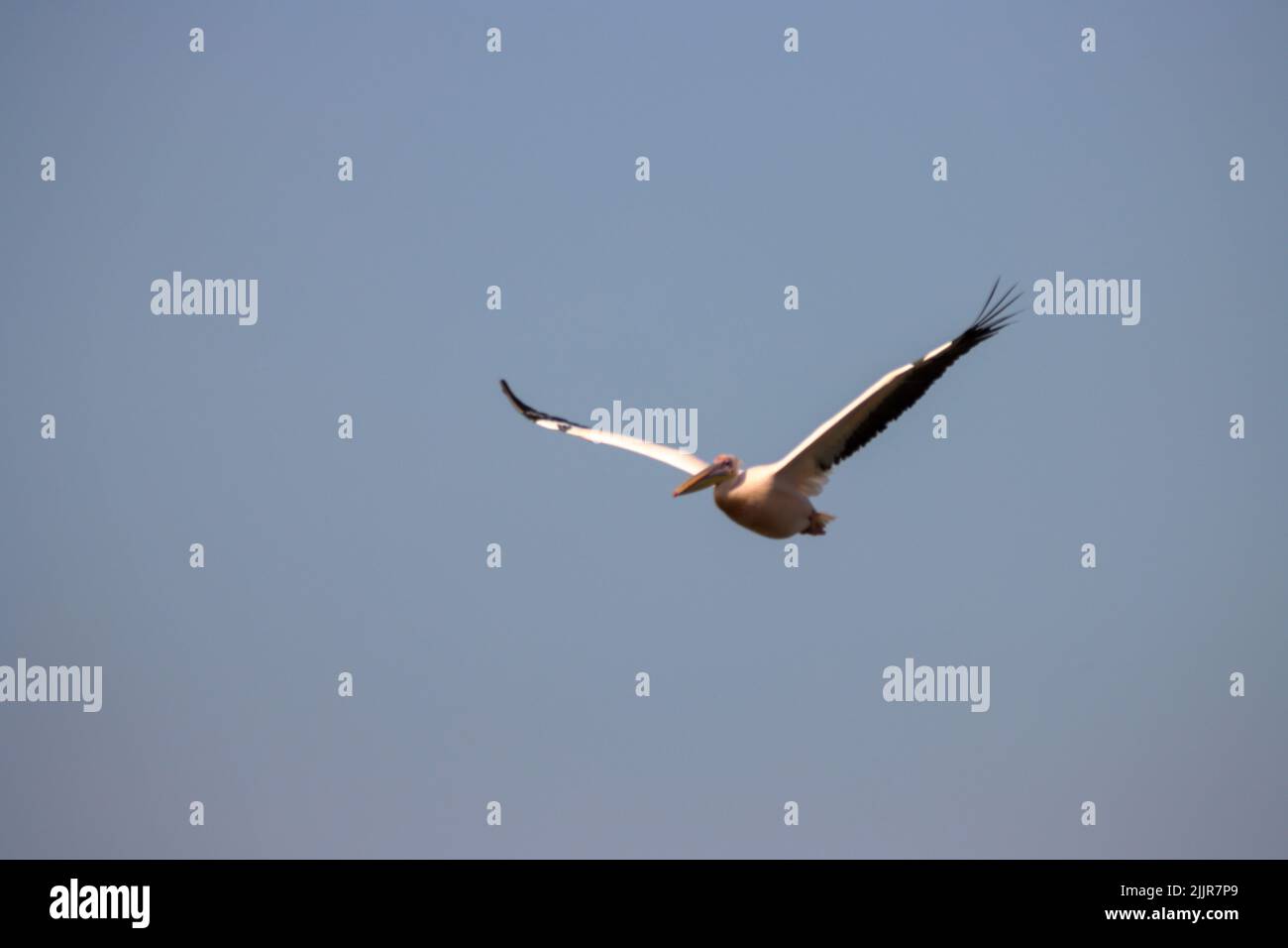 White stork bird hunting in hi-res stock photography and images - Alamy