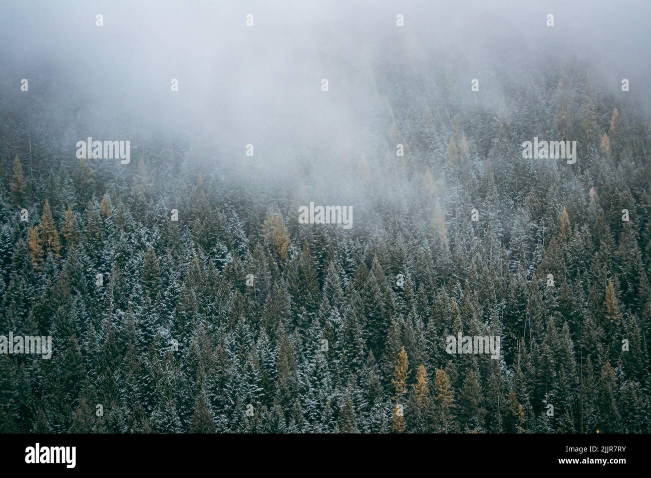 Pine trees birds eye view hi-res stock photography and images - Alamy