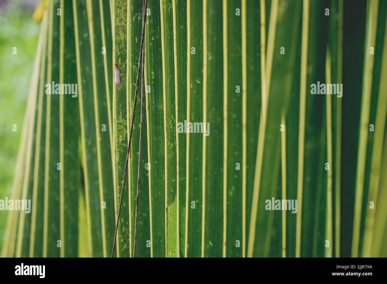 Striped leaf pattern hi-res stock photography and images - Alamy