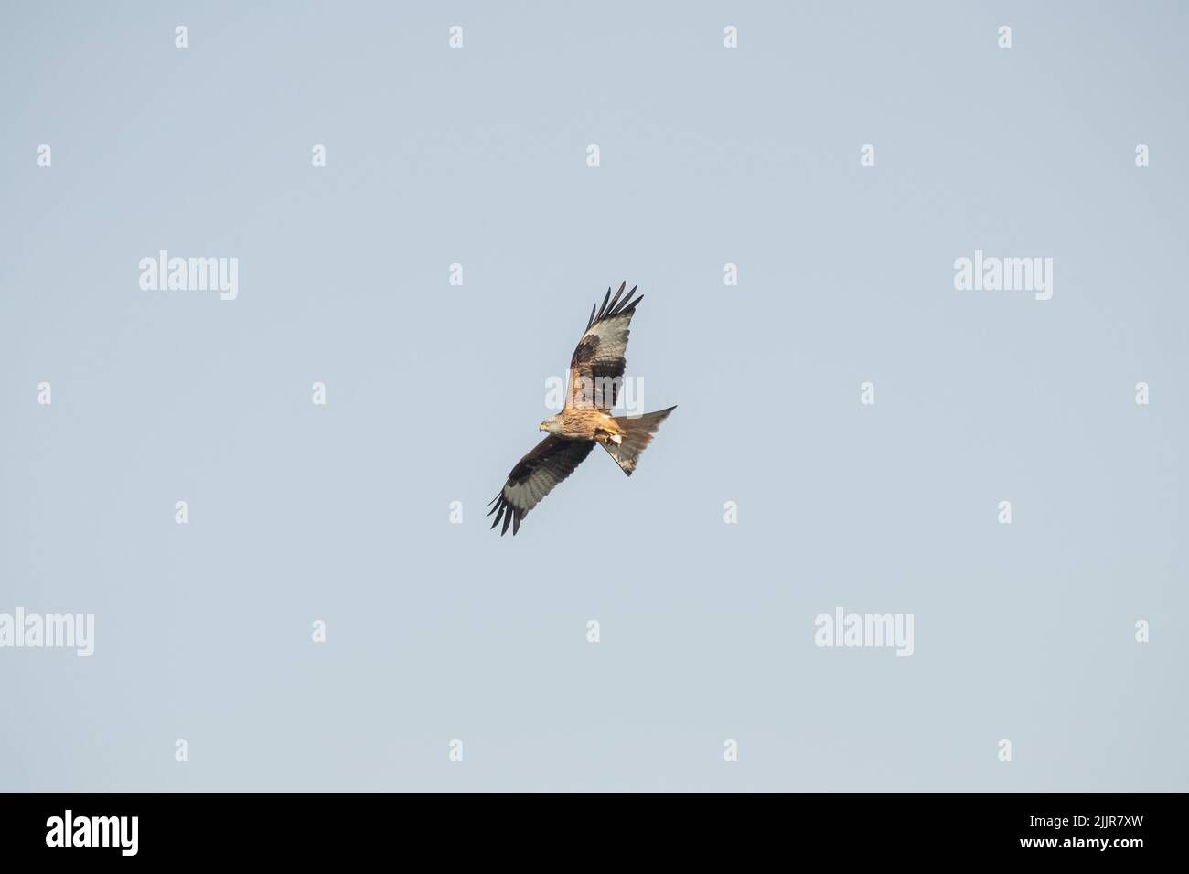 A closeup of a Red kite flying with its wings wide open in a blue sky ...