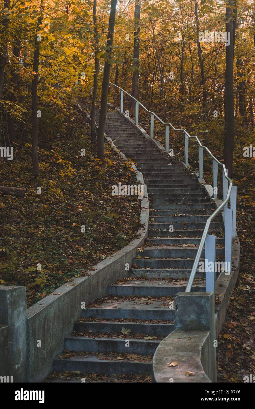 A vertical shot of a staircase through the forest with tall trees and ...