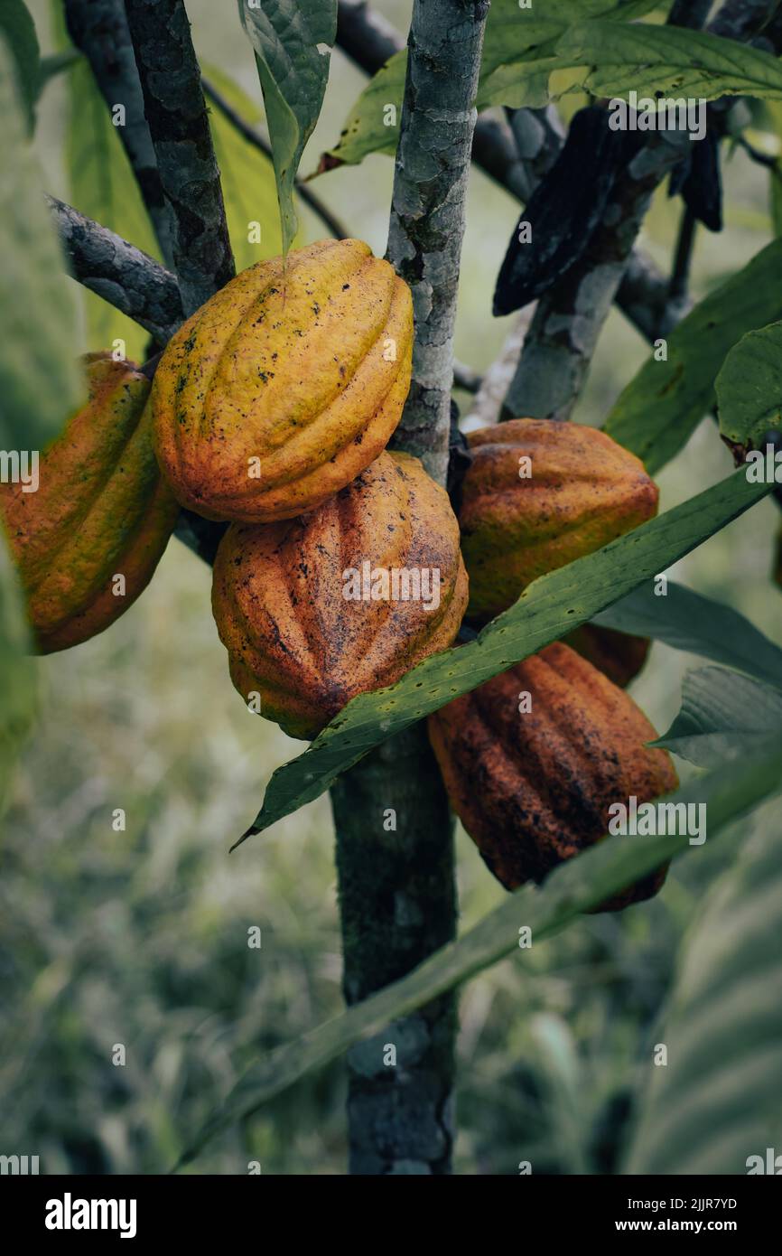 A vertical closeup shot of unpeeled cacao beans growing on a tree Stock ...