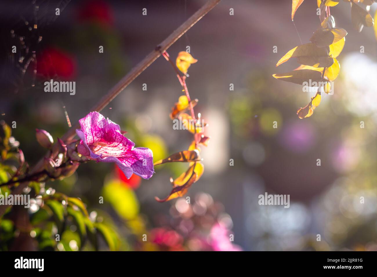 Beautiful blurry morning nature background hi-res stock photography and ...