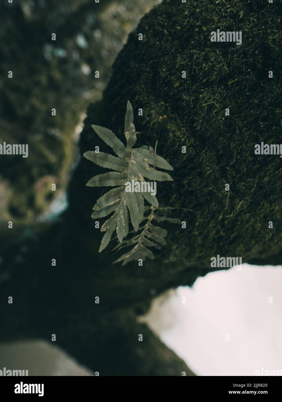A vertical closeup shot of a green leaf on a mossy branch of the tree ...