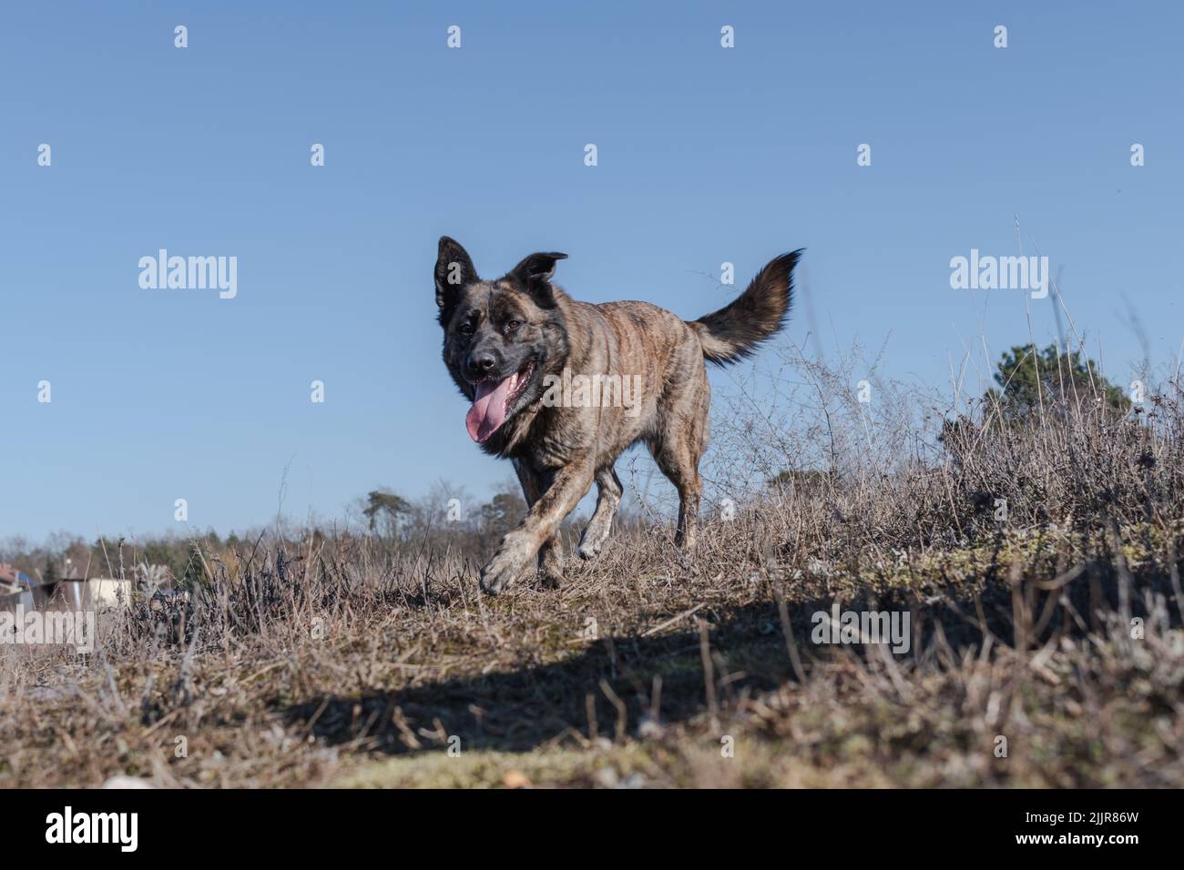Dutch field hi-res stock photography and images - Alamy
