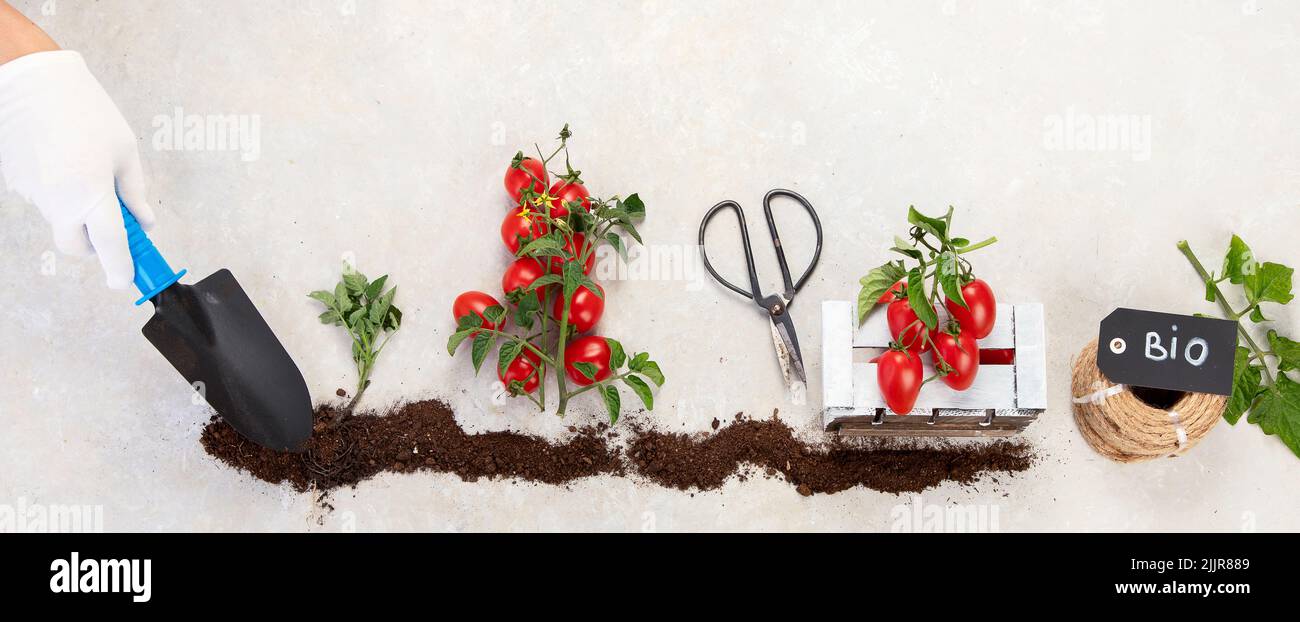 Life cycle of tomato plant. Growth stages from seed to flowering and ...