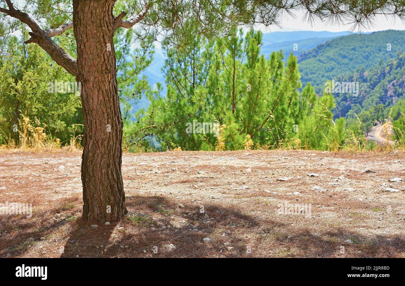 Beautiful, landscape and scenic view of trees in a park, field or ...