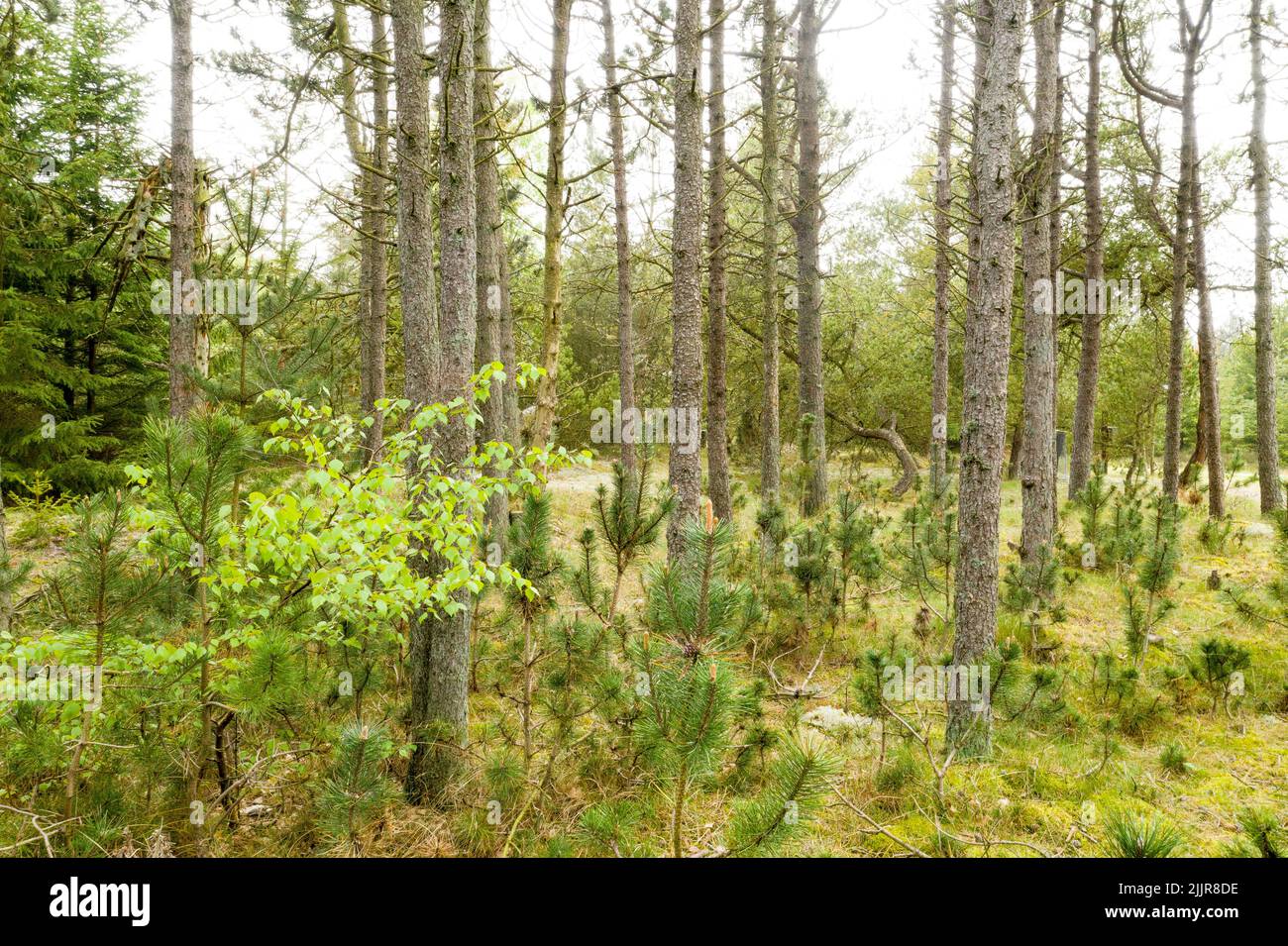 Trees, plants and greenery on a forest, field or land in the ...