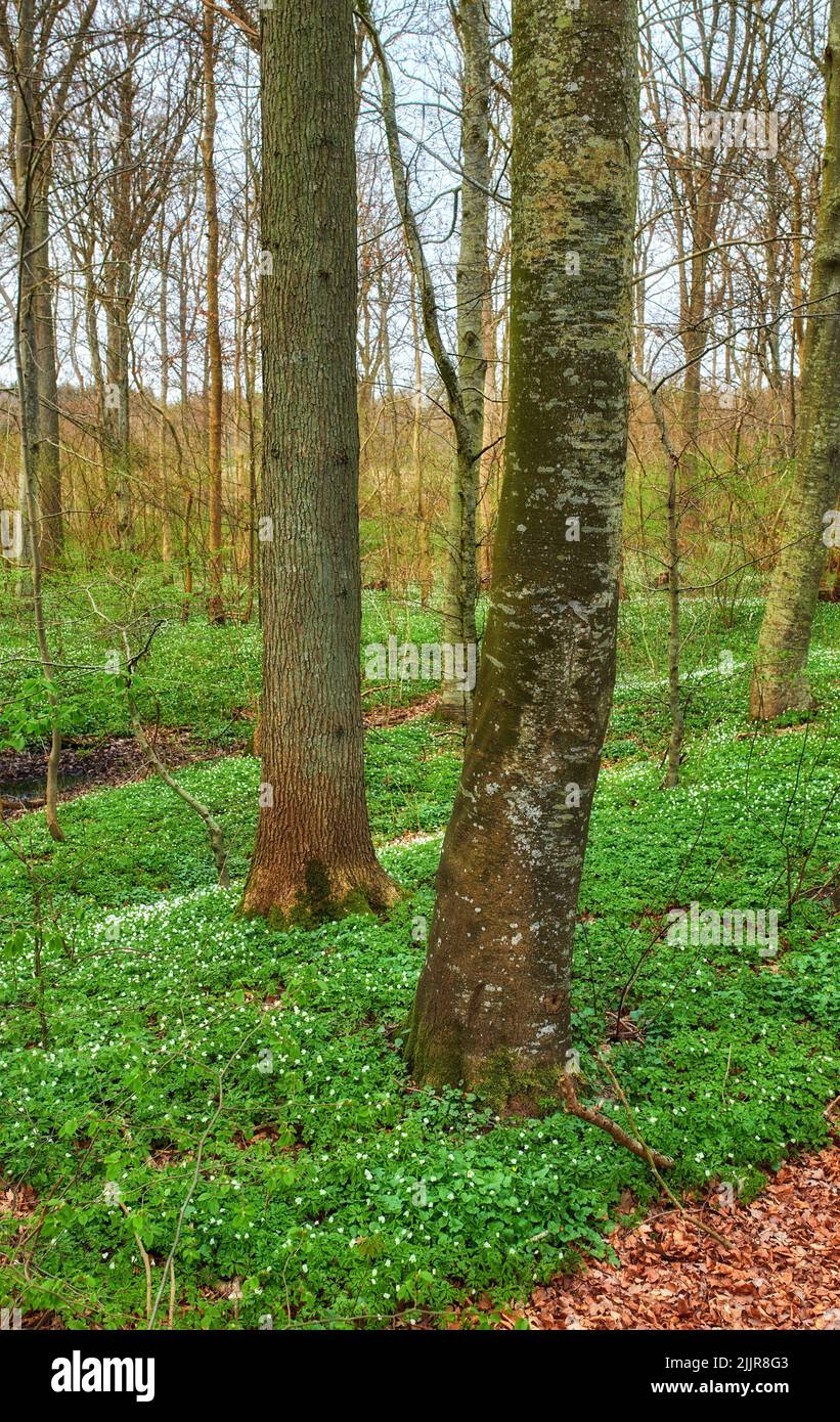 Greenery tree trees hi-res stock photography and images - Alamy