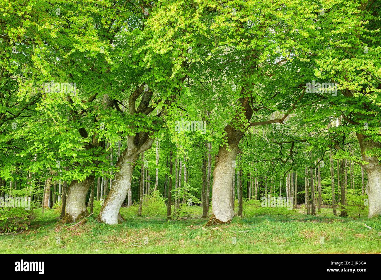 Beautiful, relaxing view of green forest with lush branches and vibrant ...