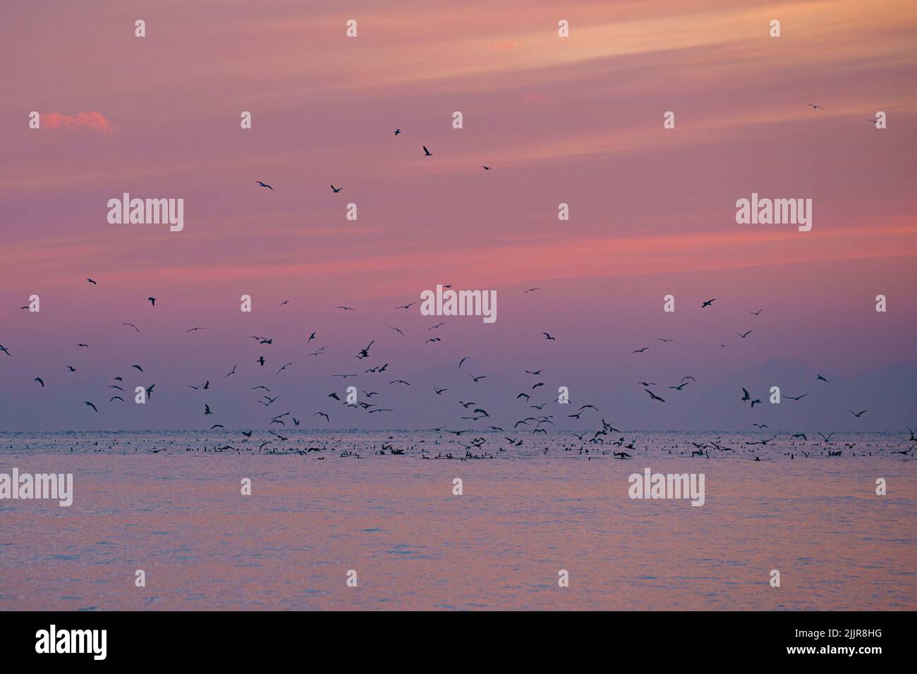 Tropical sea birds flying hi-res stock photography and images - Alamy