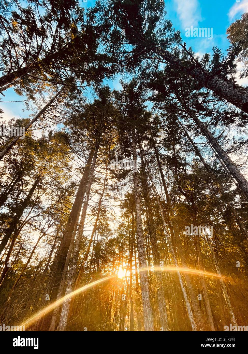 A vertical low angle shot of beautiful tall trees in the forest during a scenic sunset Stock ...